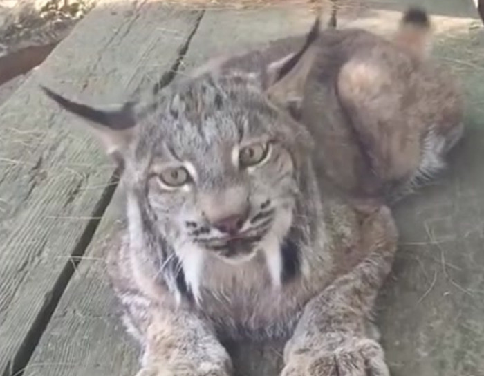 Just a lynx meowing.