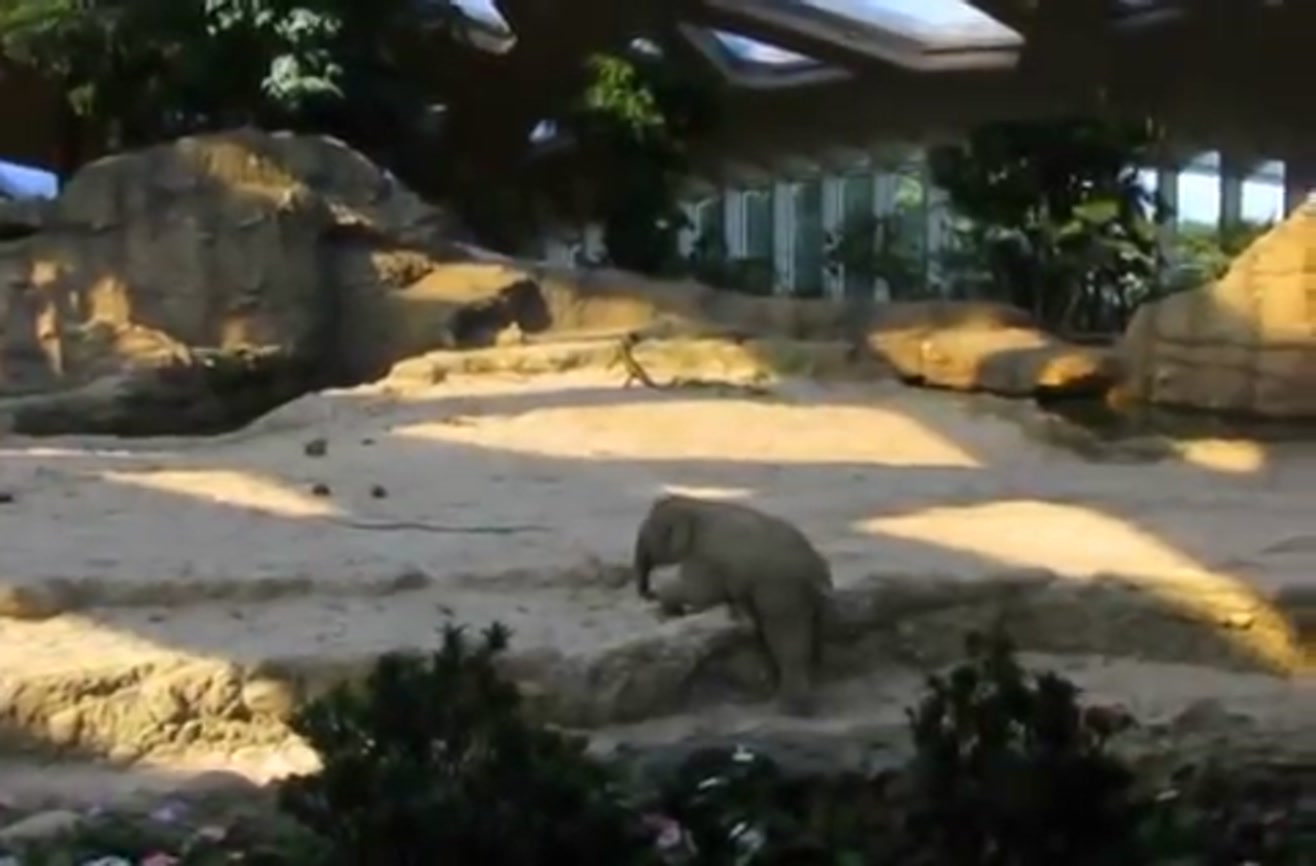 Mother elephant reacts to baby slipping and falling on his back.