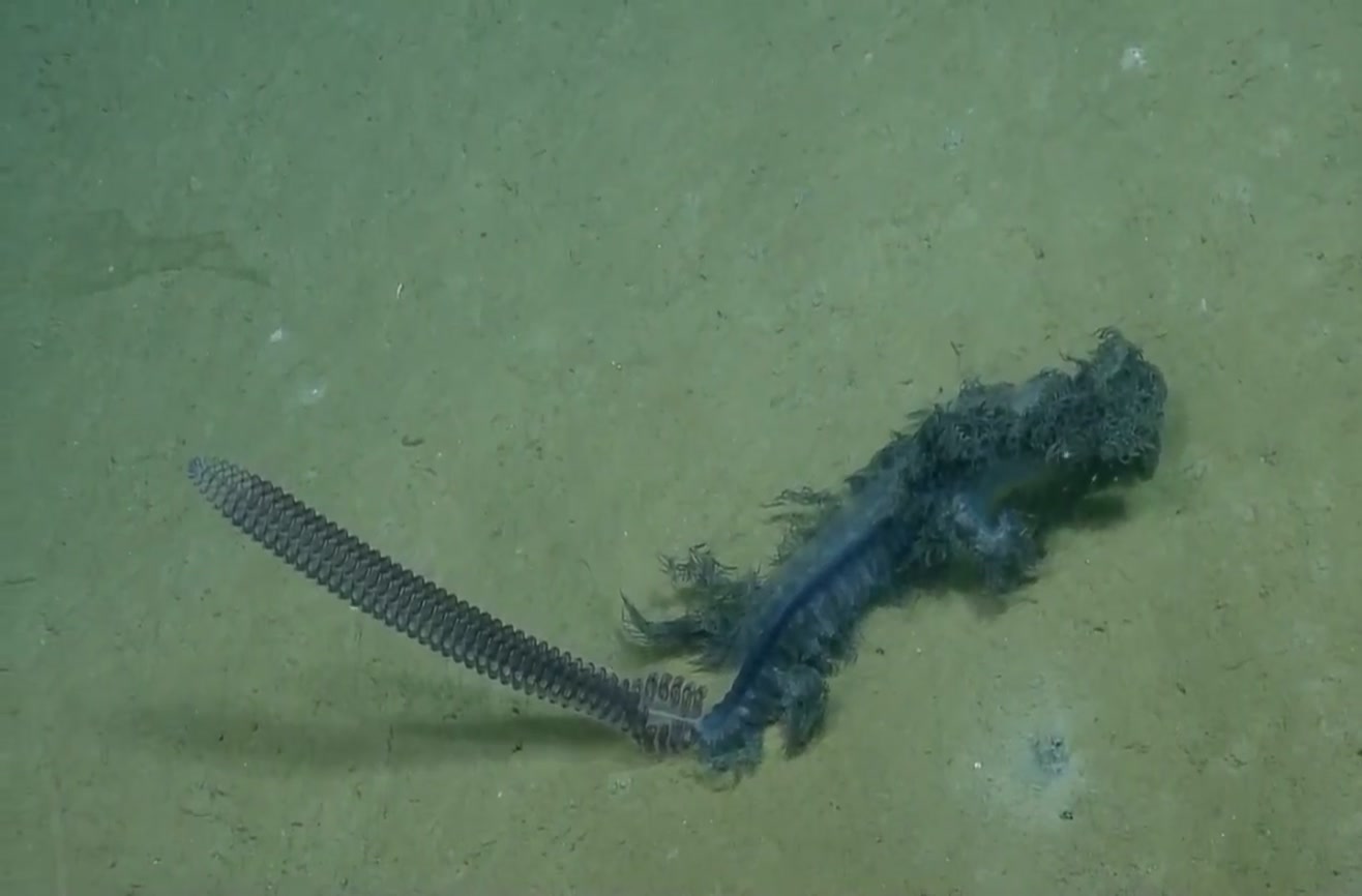 Rare deep sea creature caught on video.