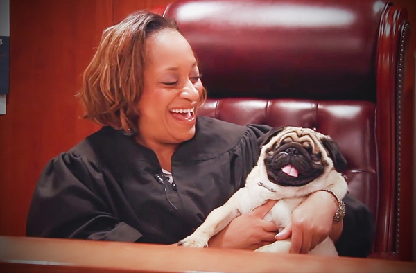A judge adopts a pug who lost both of his eyes, and he's so adorable.