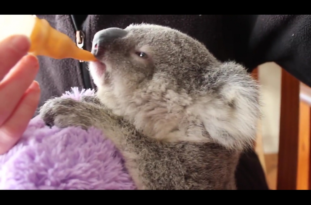 Watching a baby koala grow up is as lovely as it sounds.