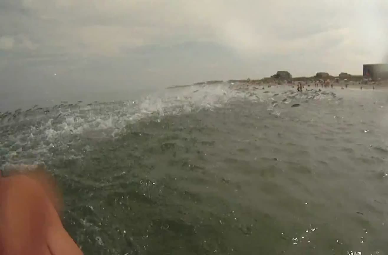 School of jumping fish caught on camera.