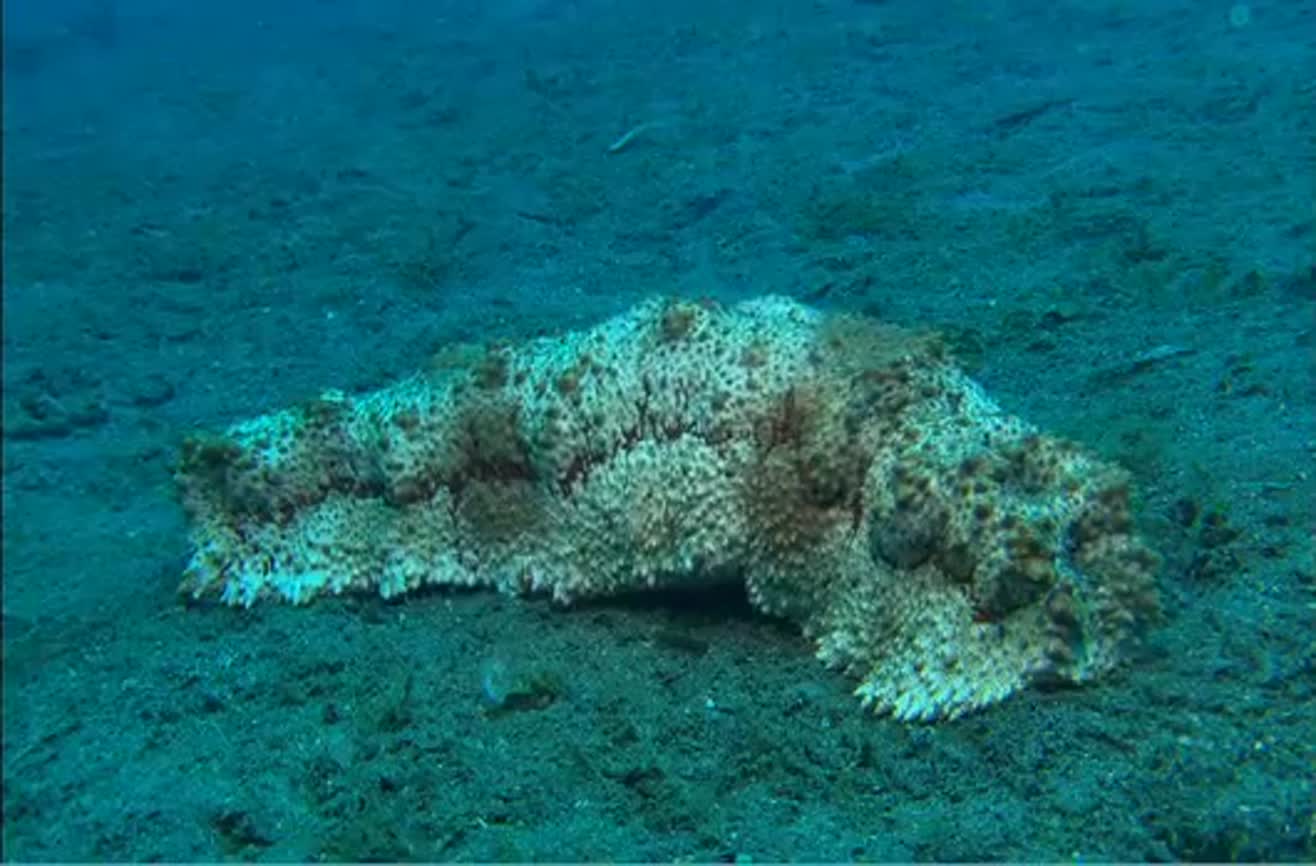 Bizarre behavior of the pearlfish.