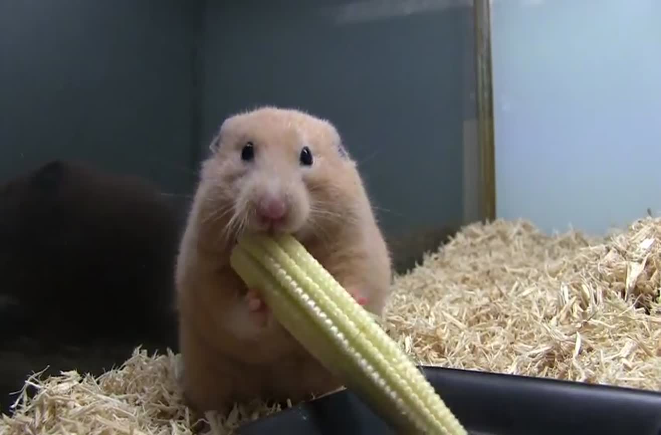 Just a hamster eating corn.