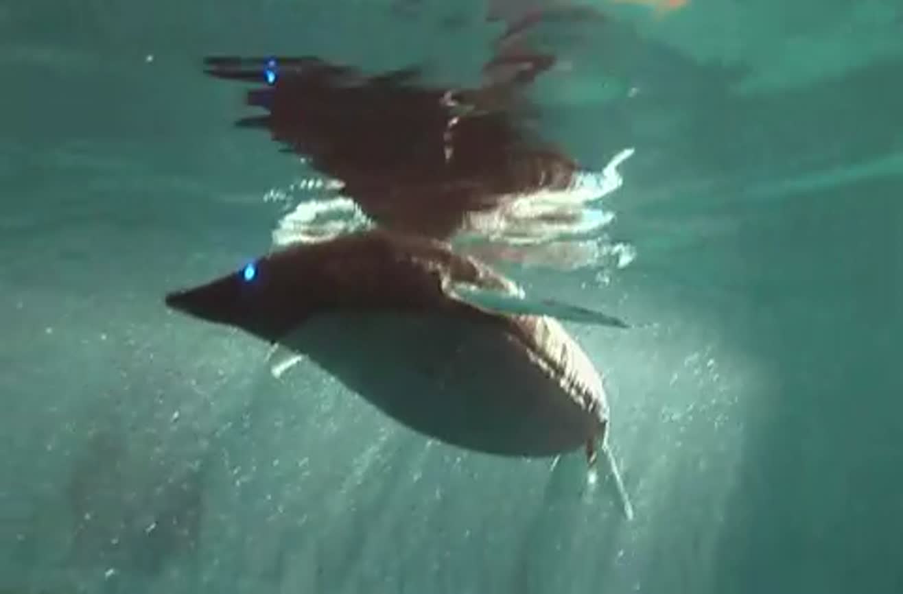 Robotic penguin with "fluidic muscles" moves like the real thing.