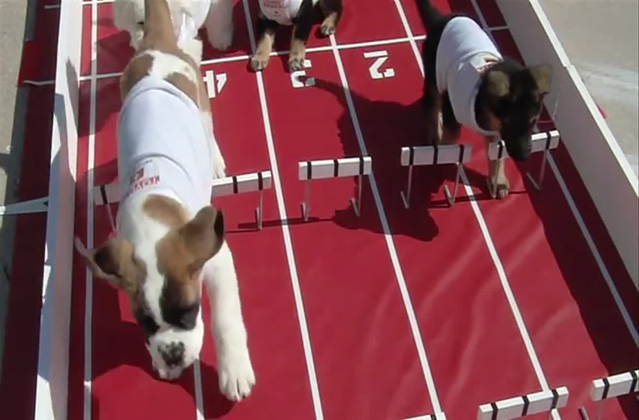 The puppy track and field championship.