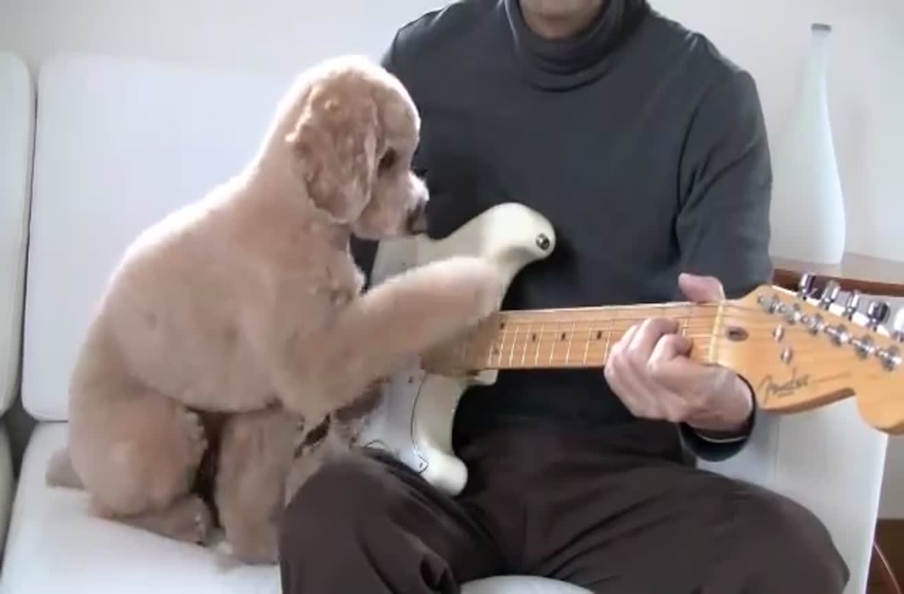 A poodle helps play the guitar.