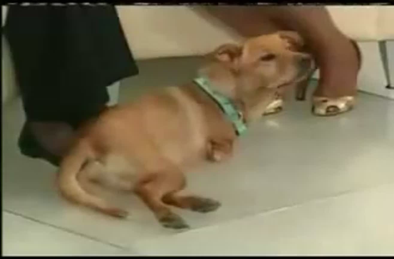 A two-legged dog named Faith.