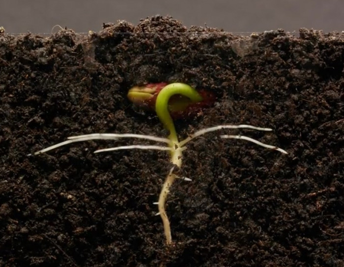 Bean timelapse over 25 days: Soil cross section.