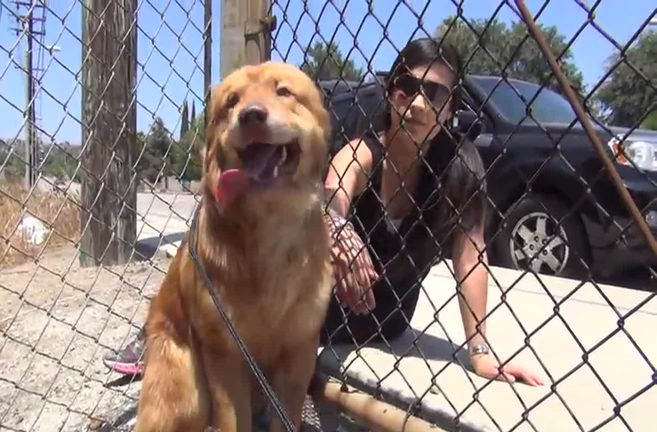 A dog rescue that will make you smile.