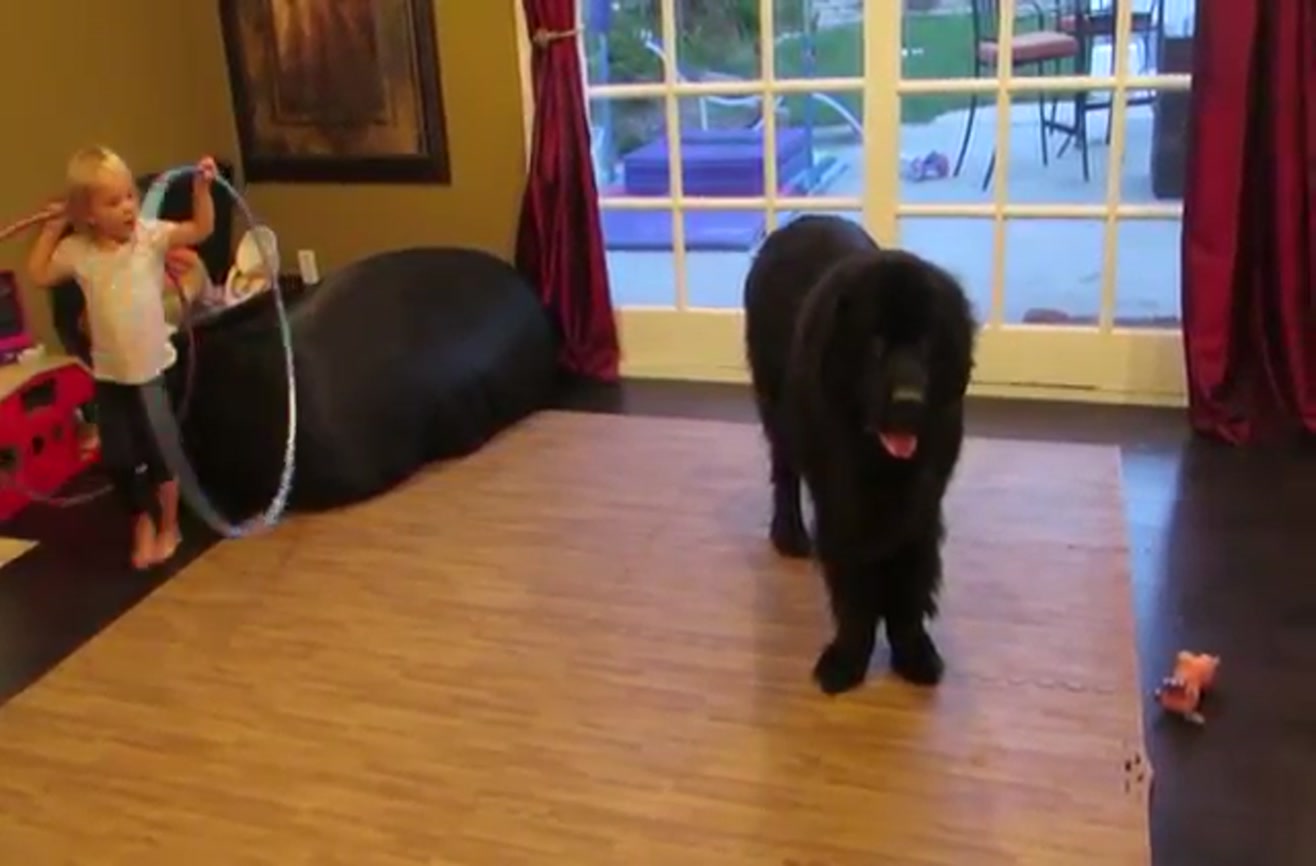 Toddler tries to teach dog how to hula hoop.