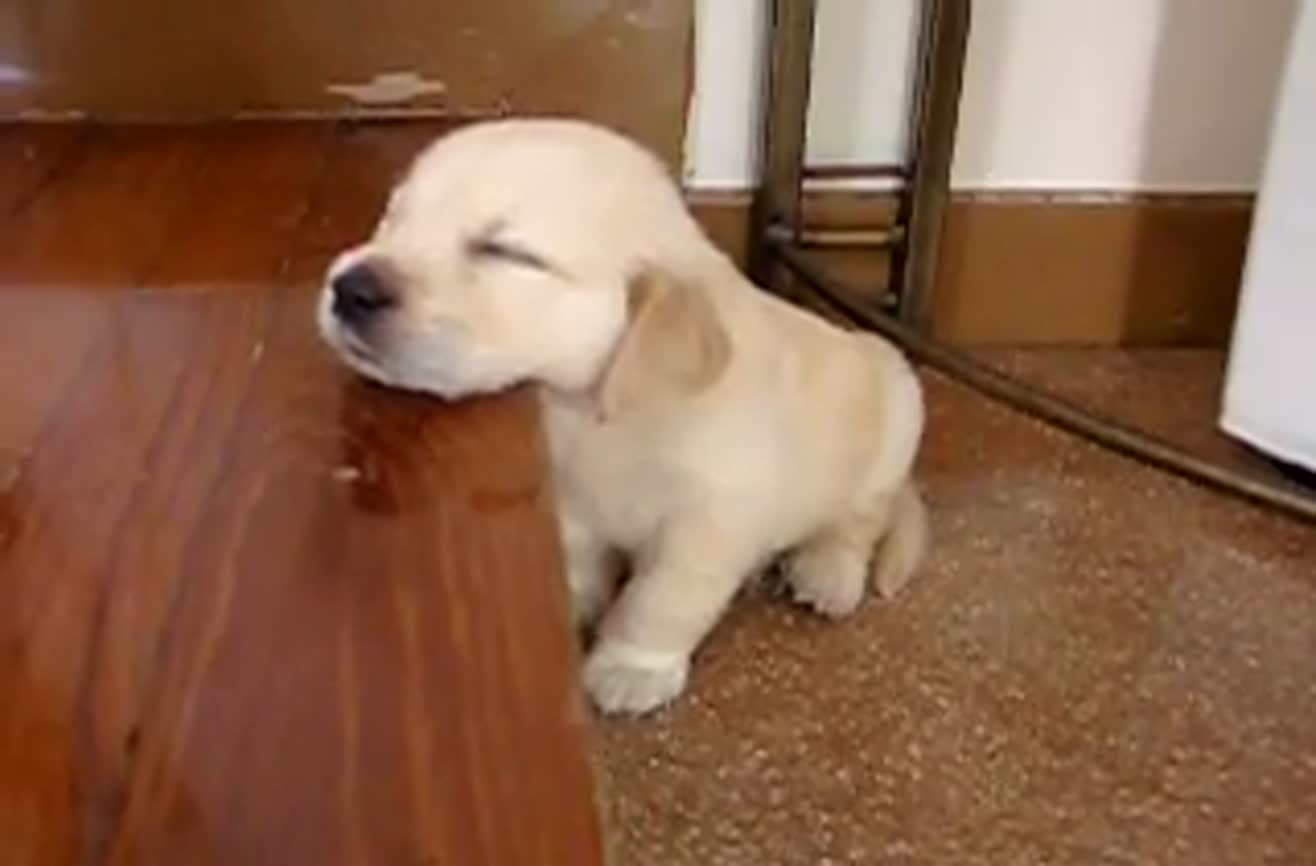 Golden Retriever puppy falling asleep.