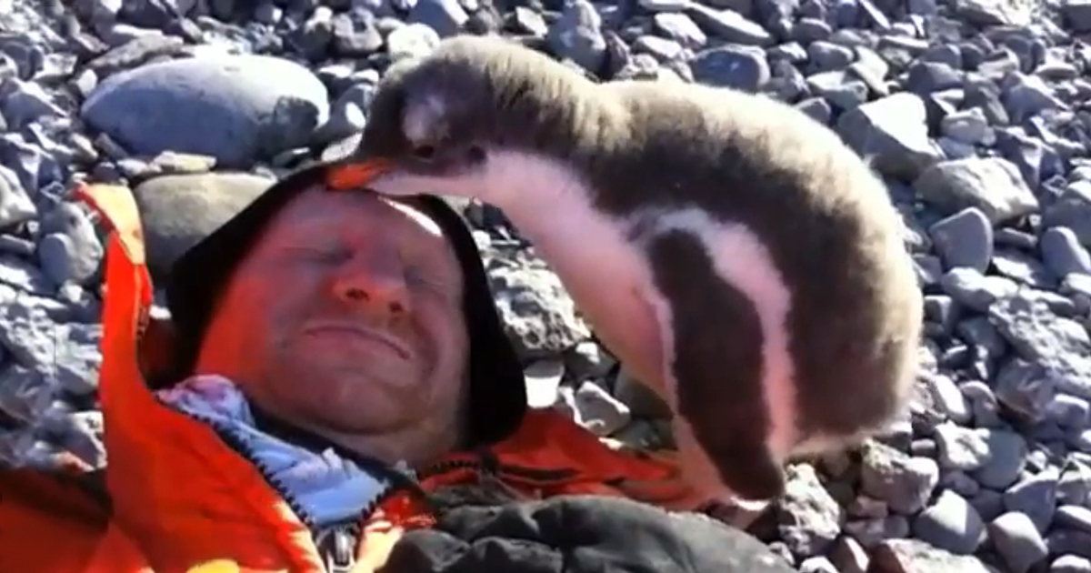 Baby penguin meets a human for the first time.