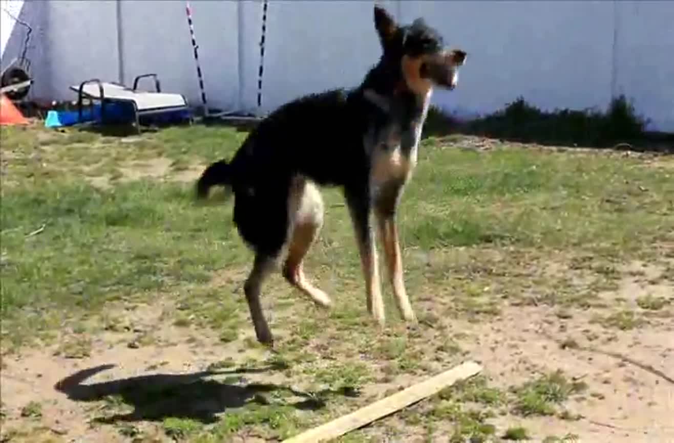 The double dutch dog.