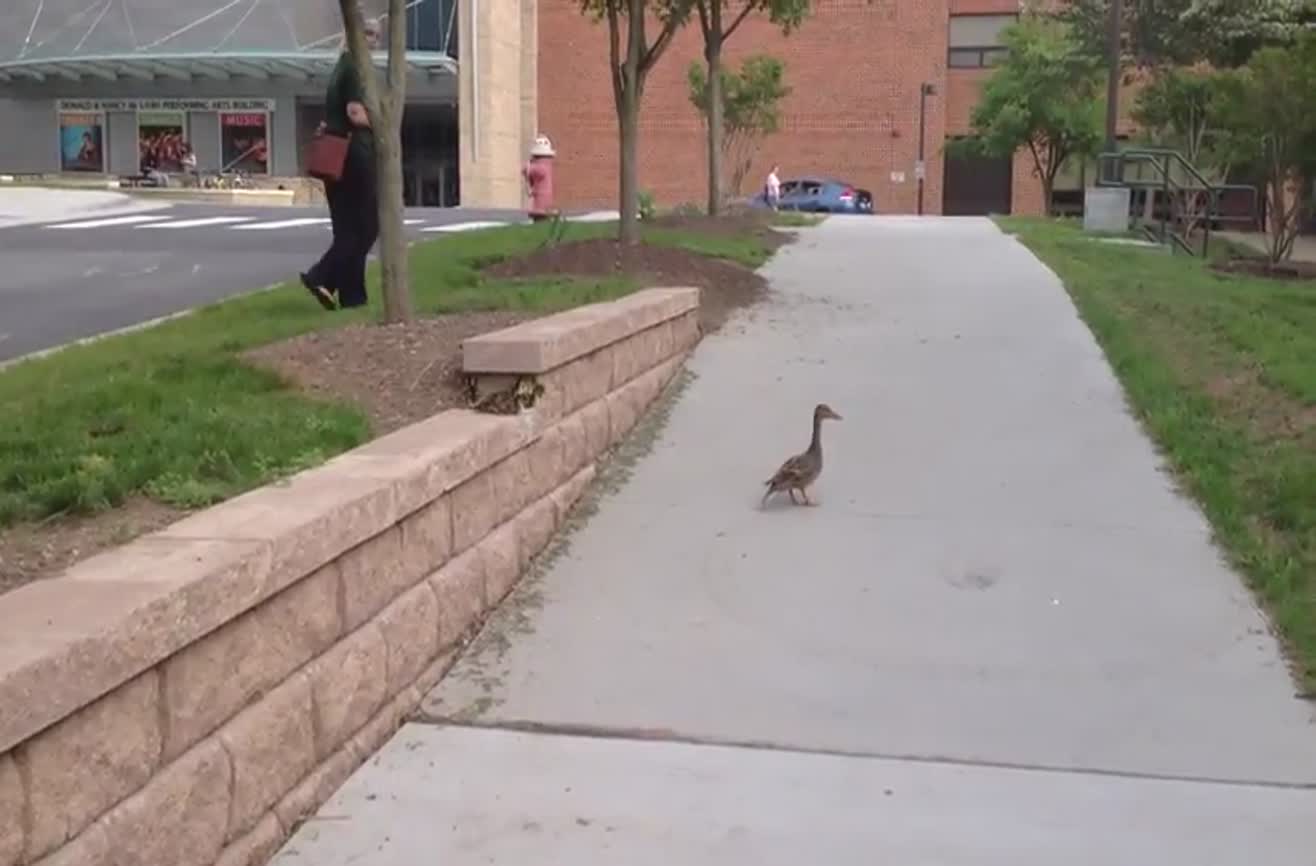 Ducklings stuck up on a wall.