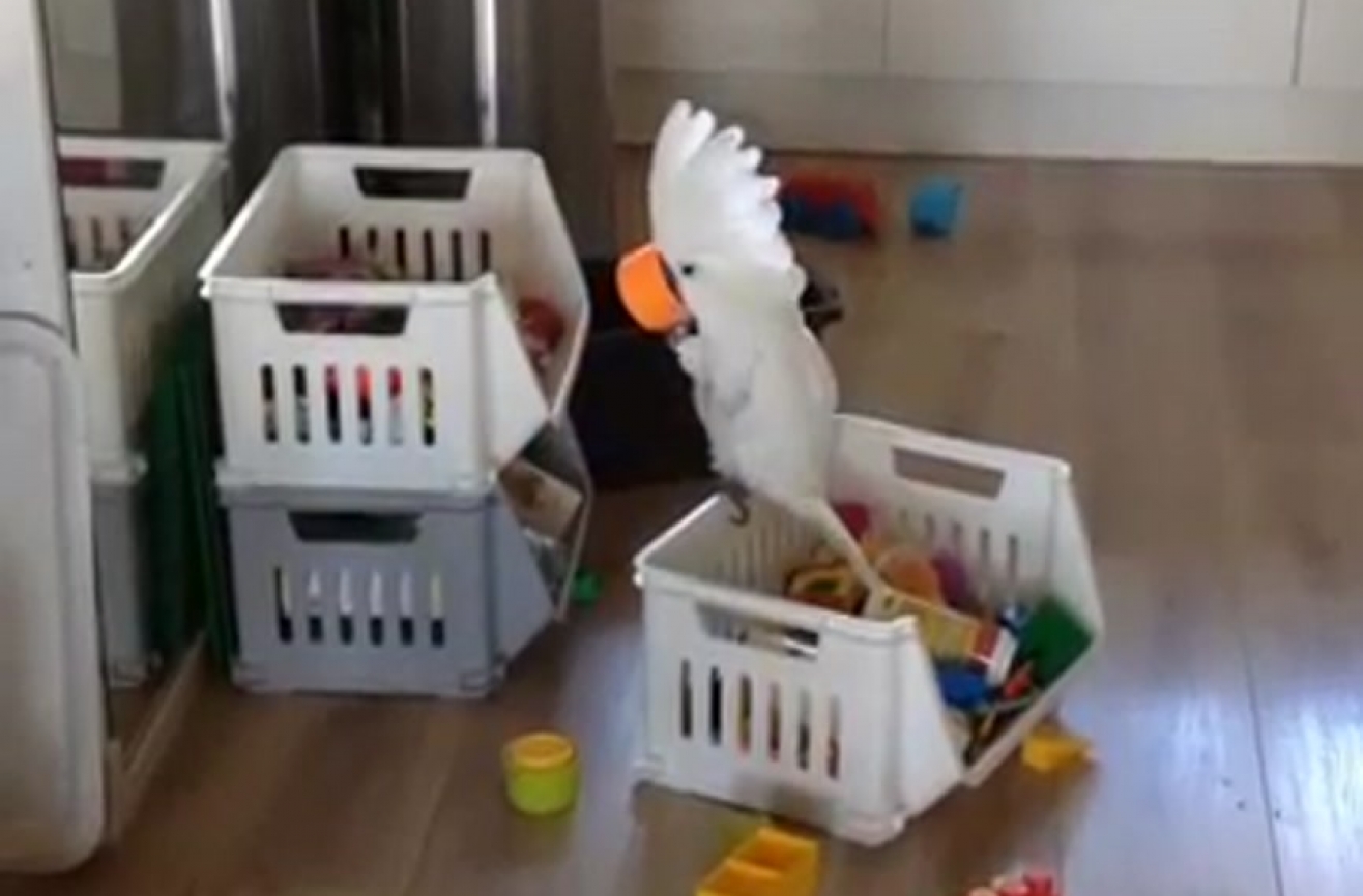 This Funny Cockatoo Is Fascinated By The Echo Of Its Own Voice