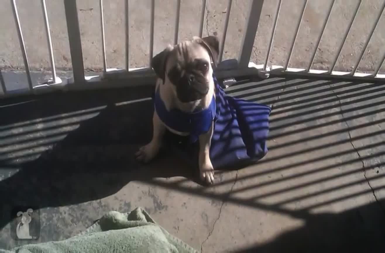 Pepe the paralyzed pug's spirit and determination will inspire you.
