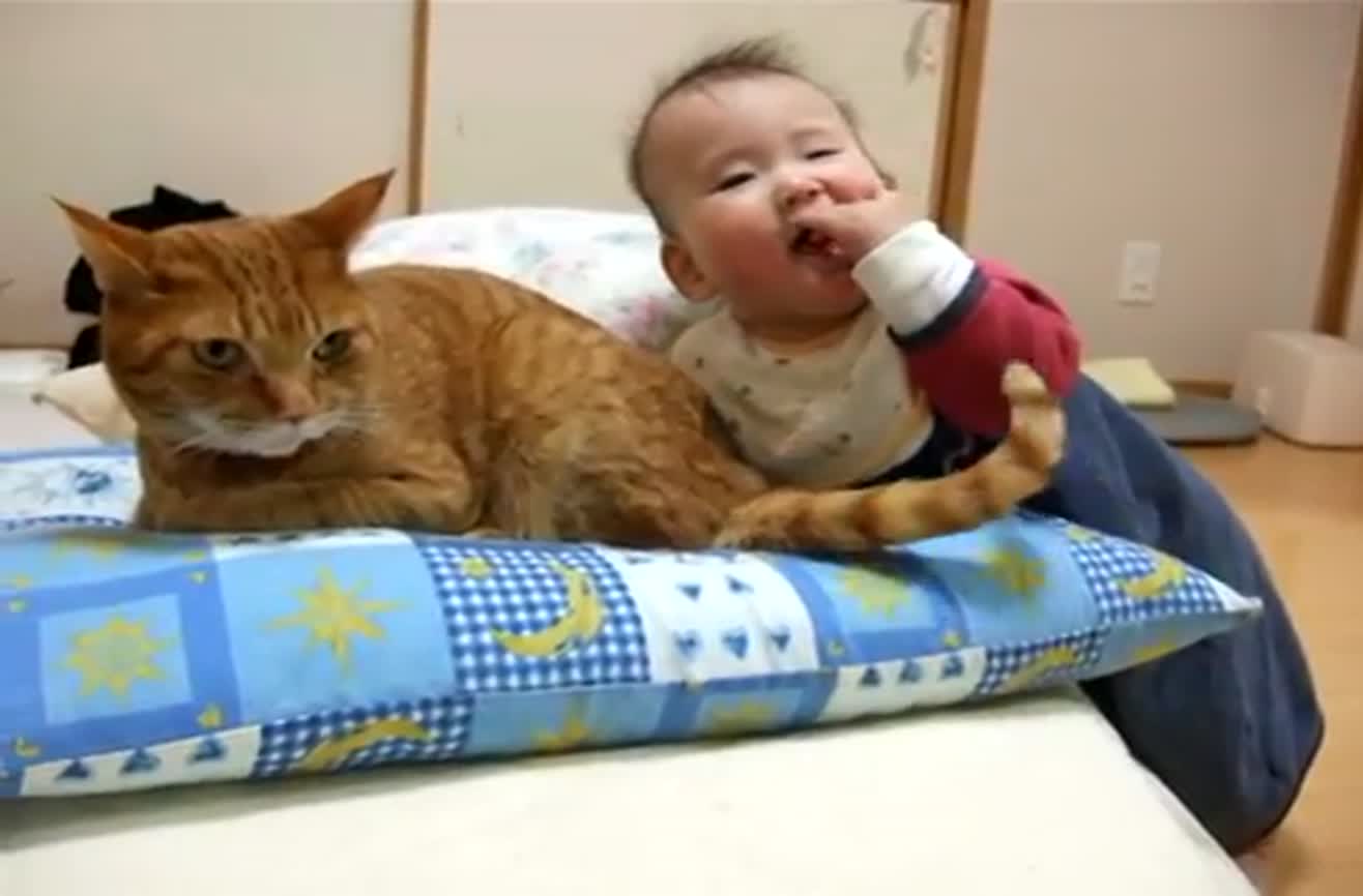 A very very patient cat.