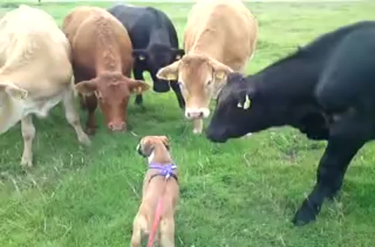 Boxer puppy greeted by herd of cows.