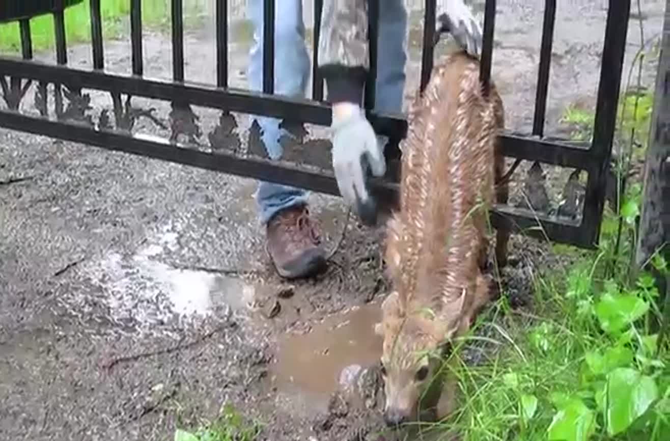 Man rescues fawn stuck in a gate.