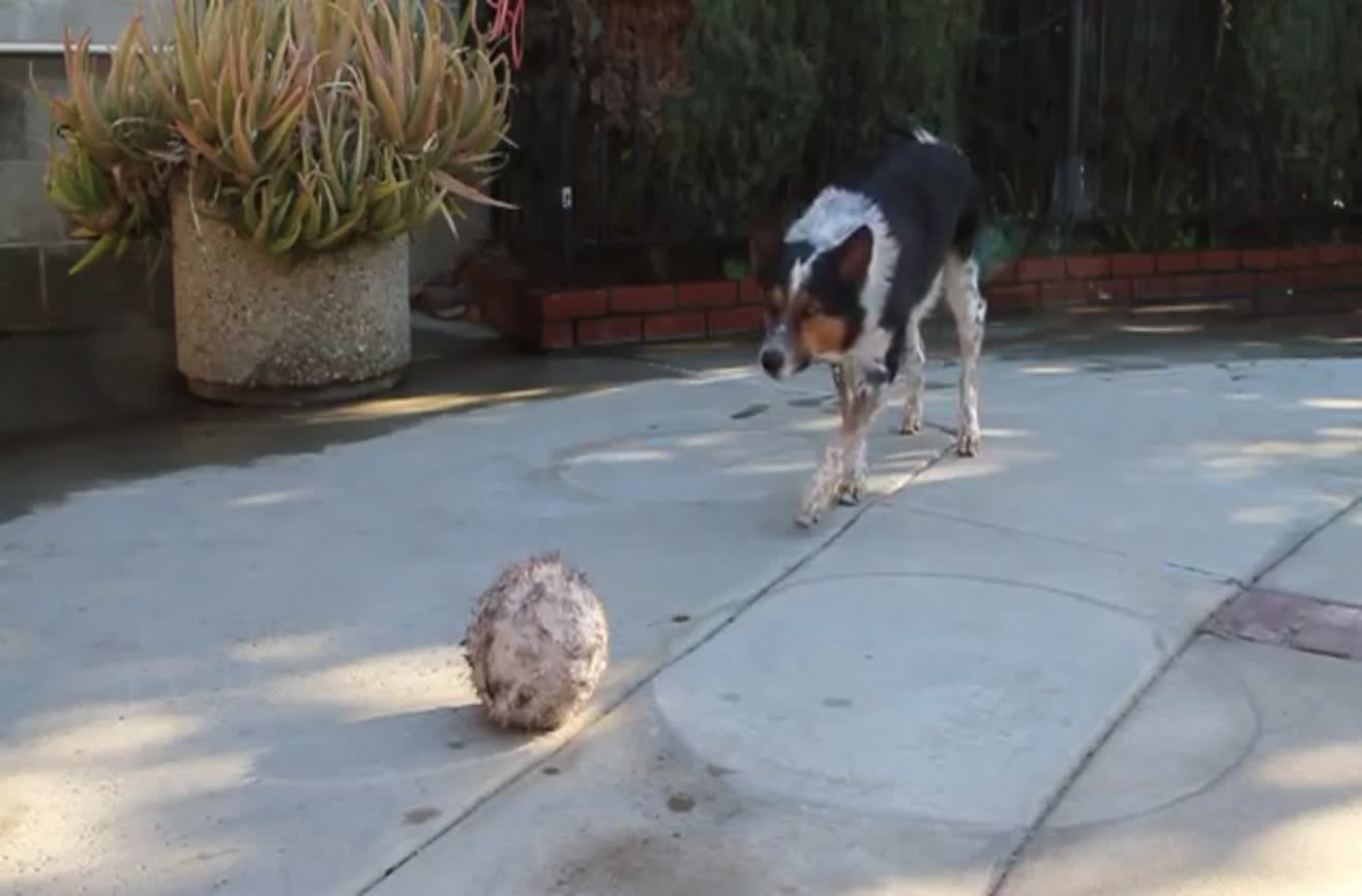 Jumpy the dog is brilliant.