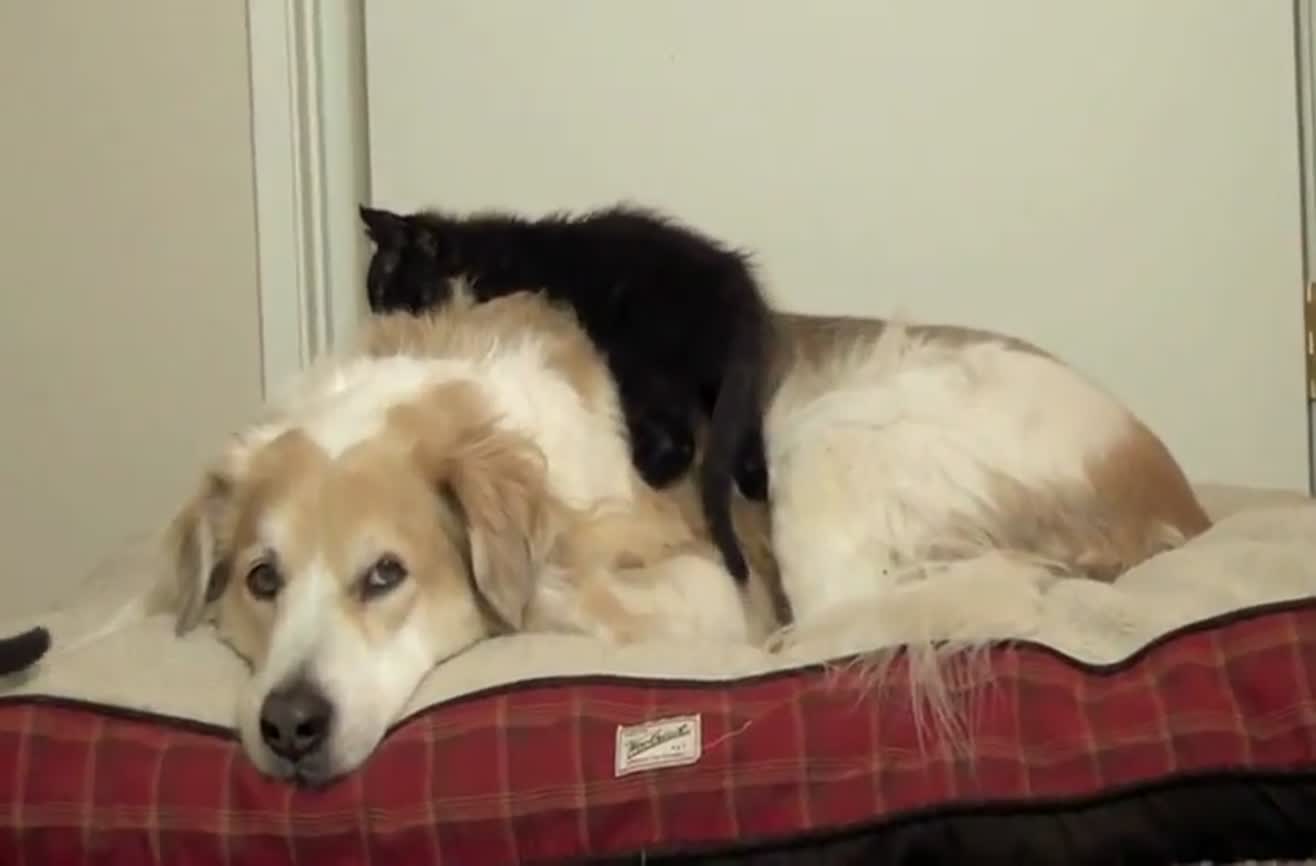 This dog makes new friends.