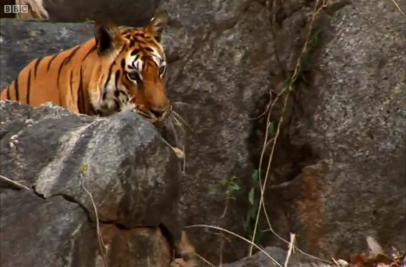 Wild tiger cubs and their mother caught on film for the first time.