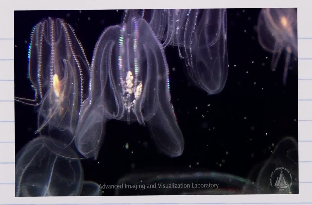 Deep ocean mysteries and wonders.