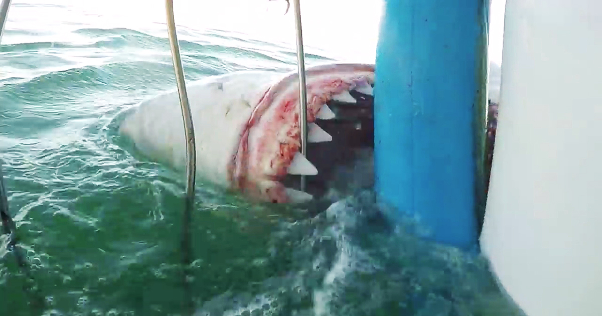 Caged spectators get a surprise of a lifetime when an angry shark ...