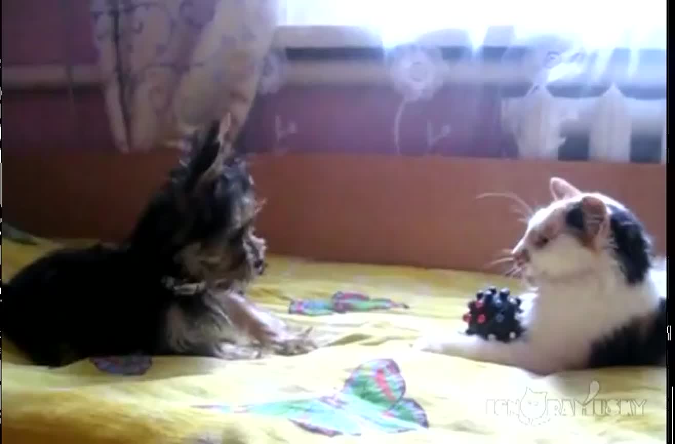 Cat puts up a force field against a dog.