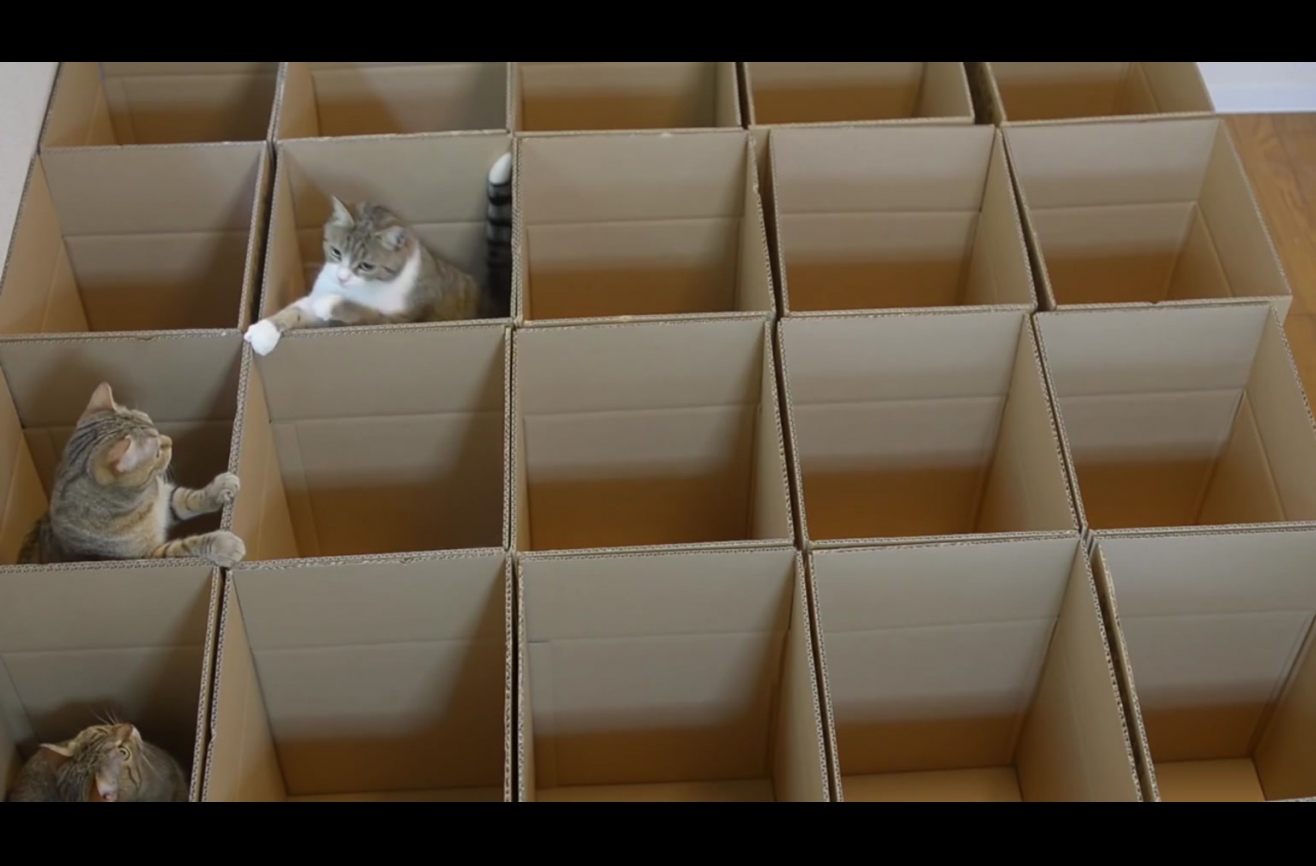 Nine cats play happily in a maze of cardboard boxes.