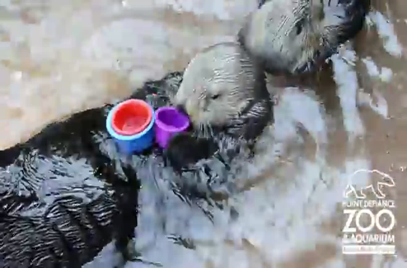 Cup Stacking Otter