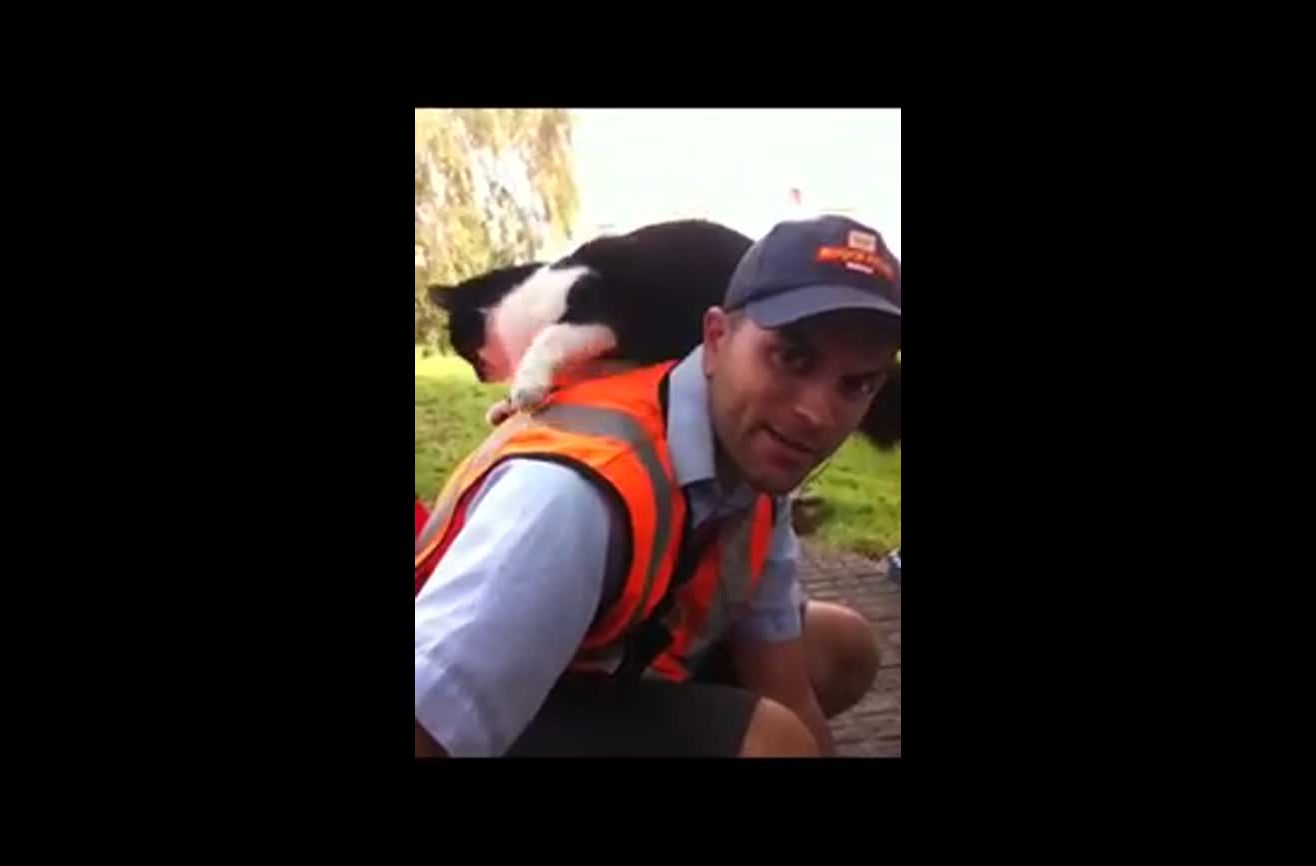 British mailman meets a very friendly cat.