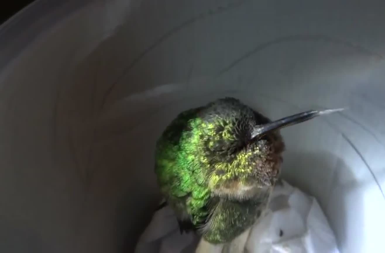 A snoring hummingbird.