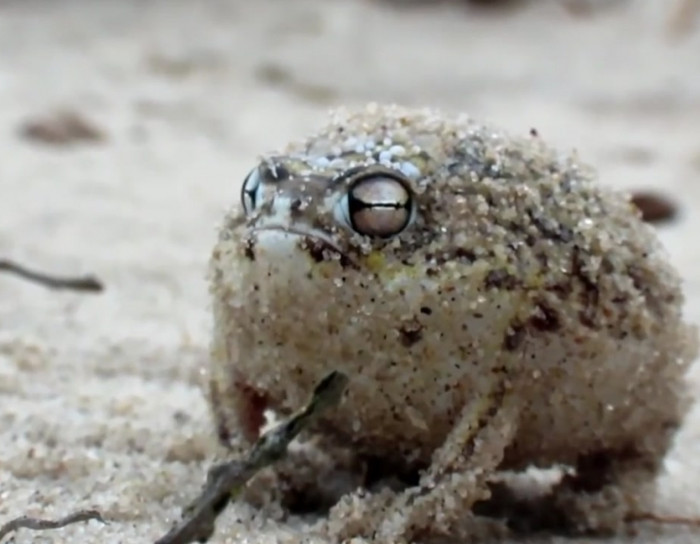 Behold the fearsome roar of the desert rain frog.
