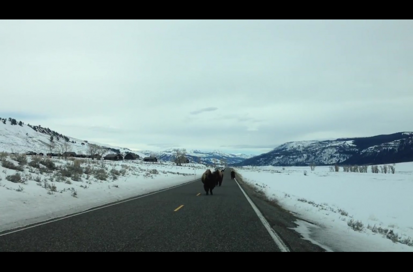 A close encounter with a grumpy Yellowstone buffalo.
