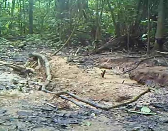 Jungle cameras capture an unseen world of biodiversity.