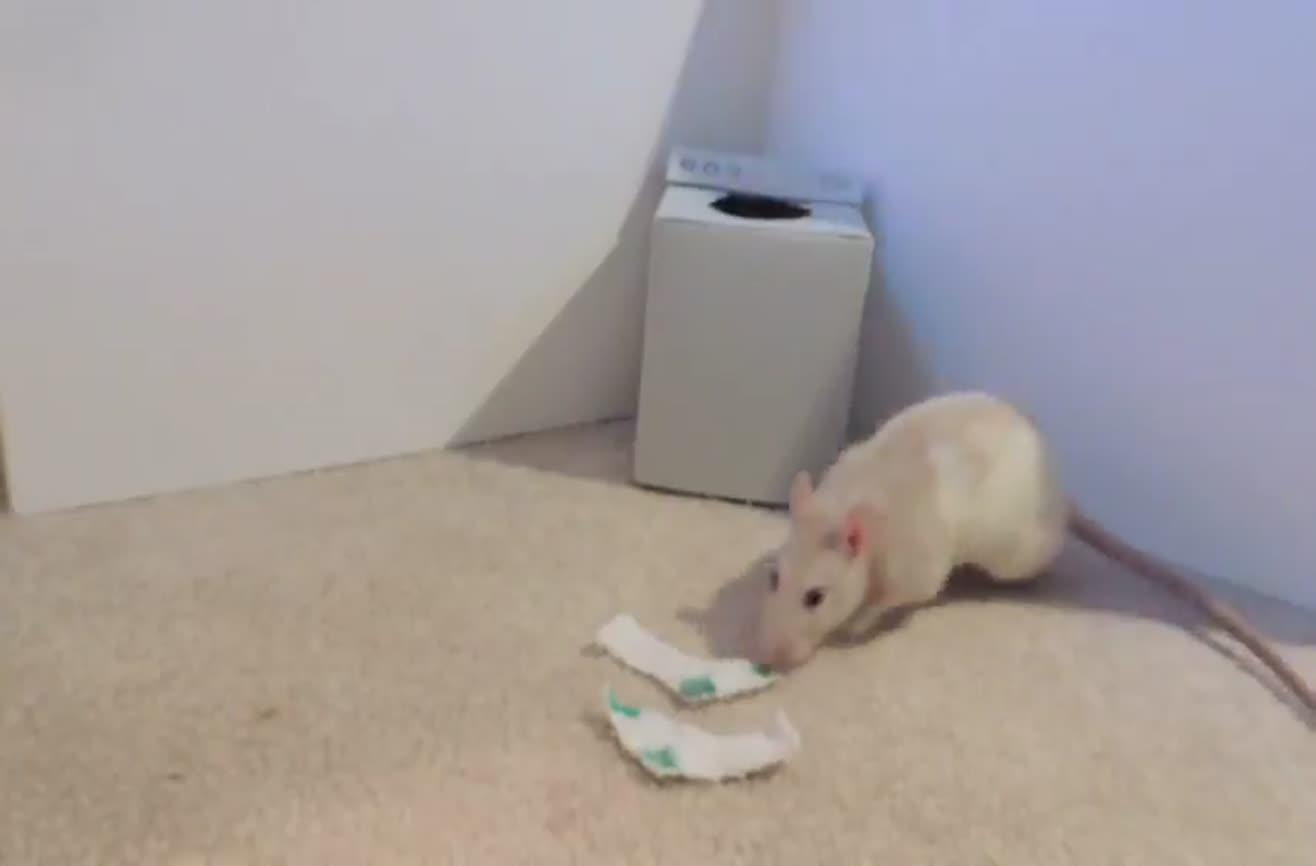 15 cool rat tricks.