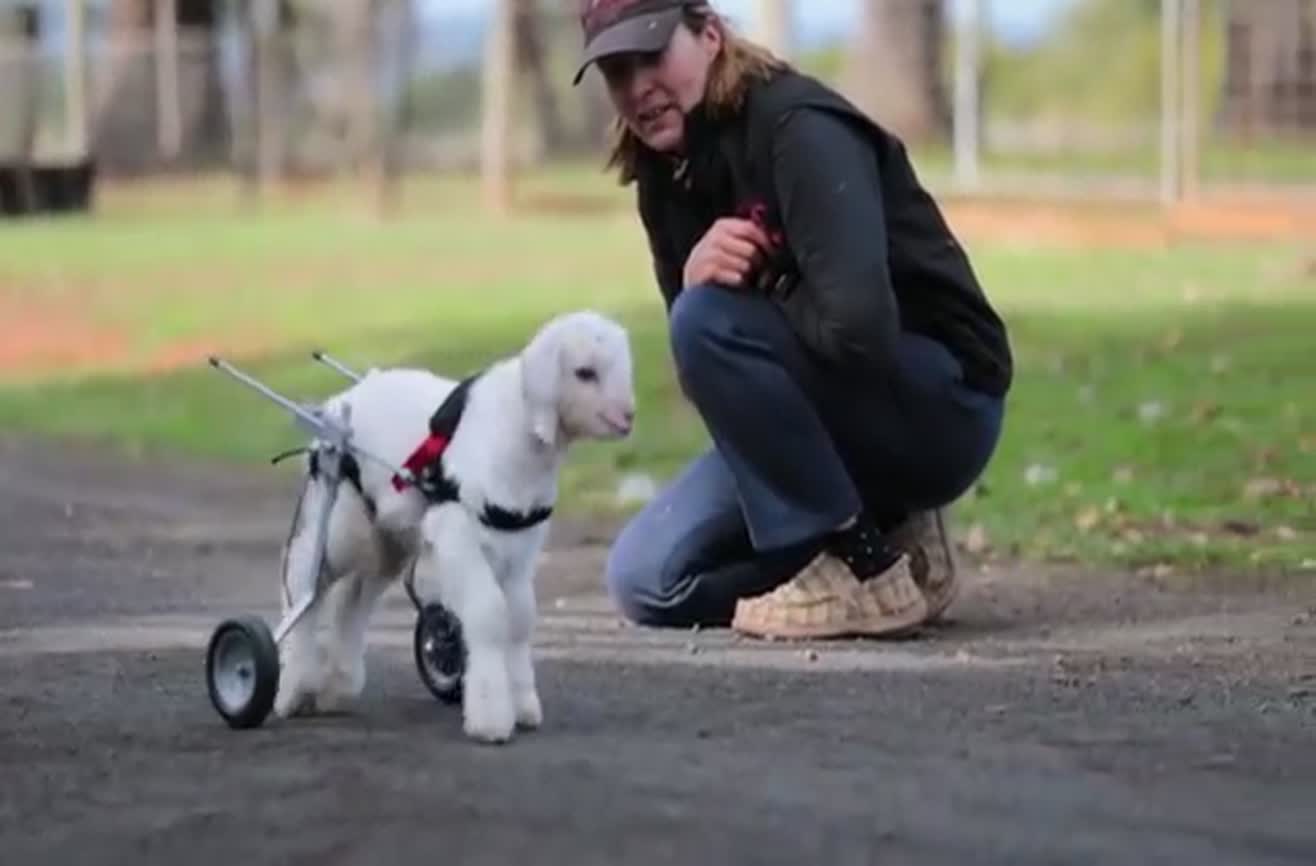 Handicapped baby goat gets his own special wheelchair.
