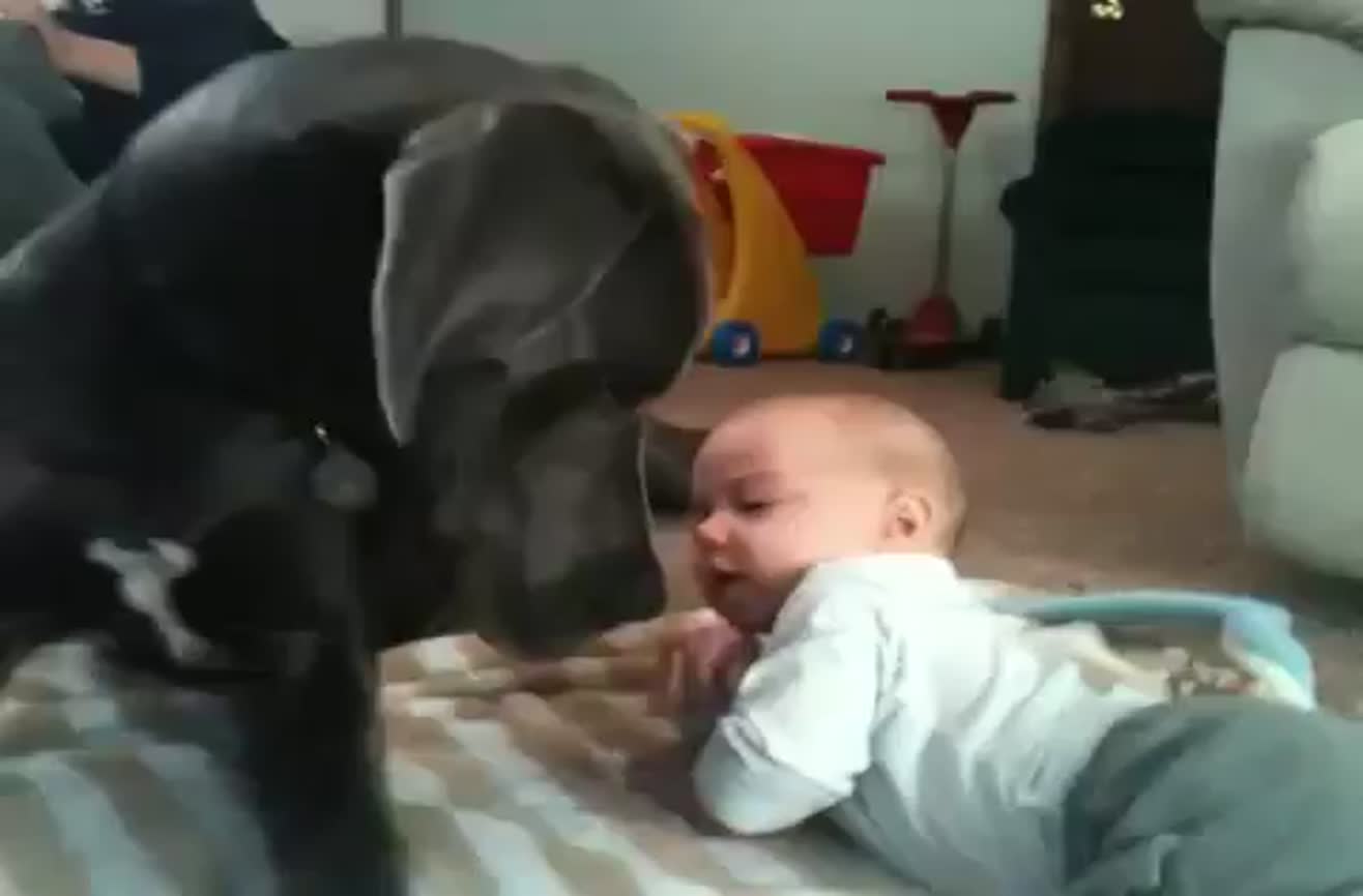Great Dane tries to cuddle with a baby.
