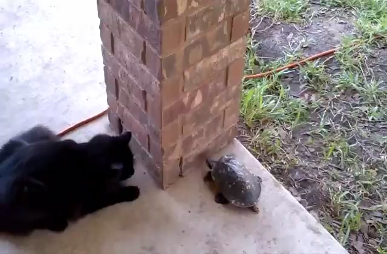 This adorable kitty plays cat-and-mouse with a tortoise.