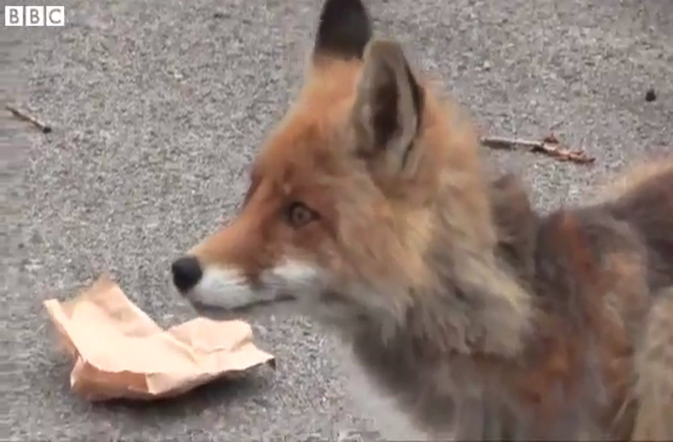 Chernobyl fox knows exactly what to do when given food.