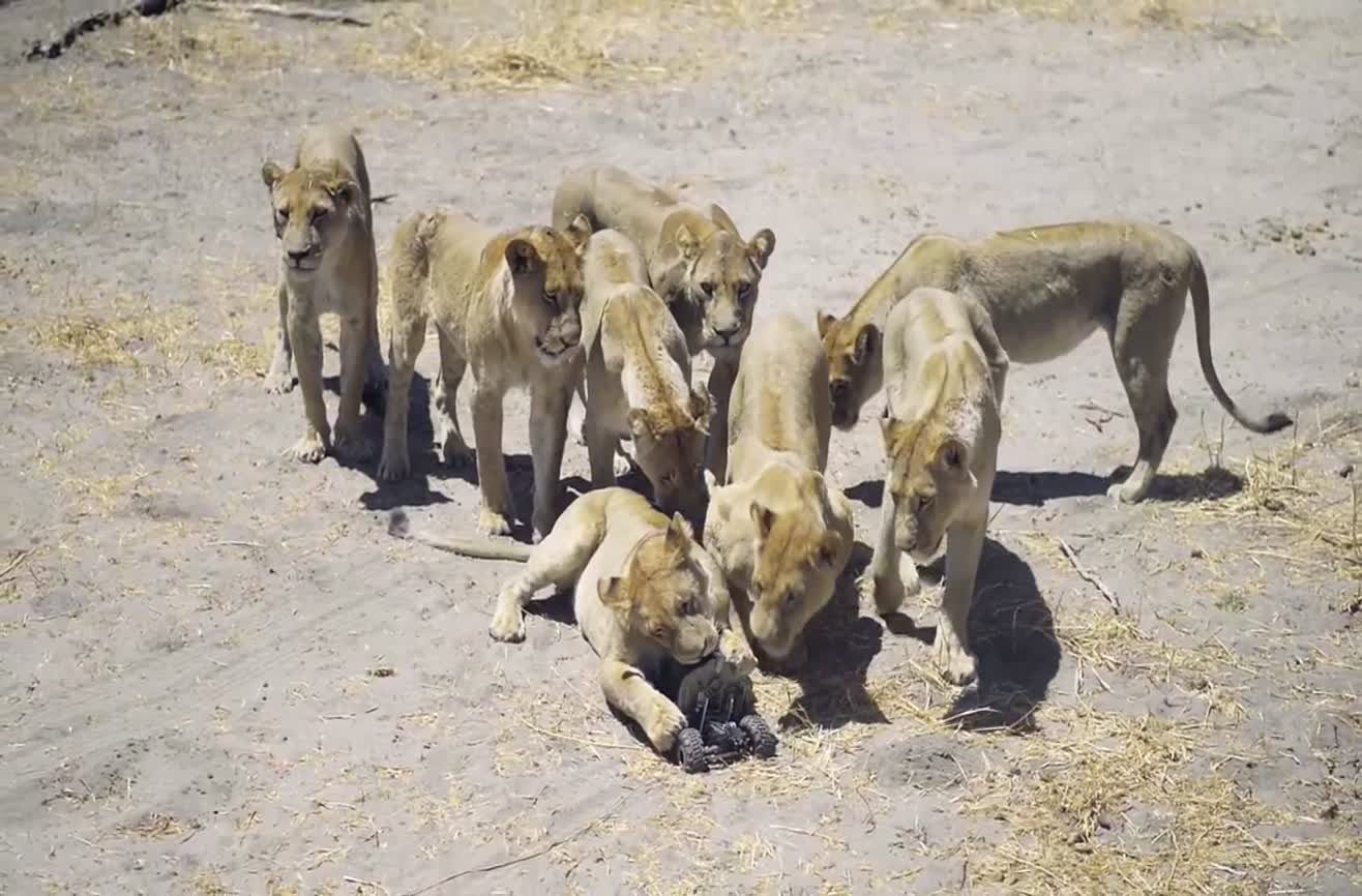 RC car with camera meets lions.