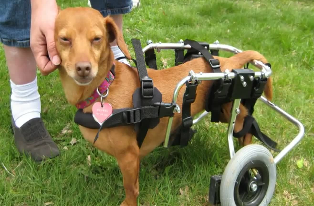 Walking wheels for handicapped dogs.