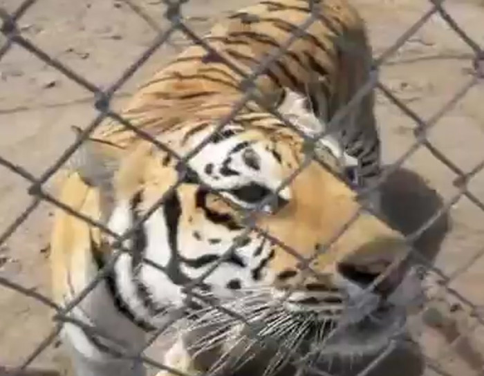 Tigers can't purr, but when they are happy they "chuff".