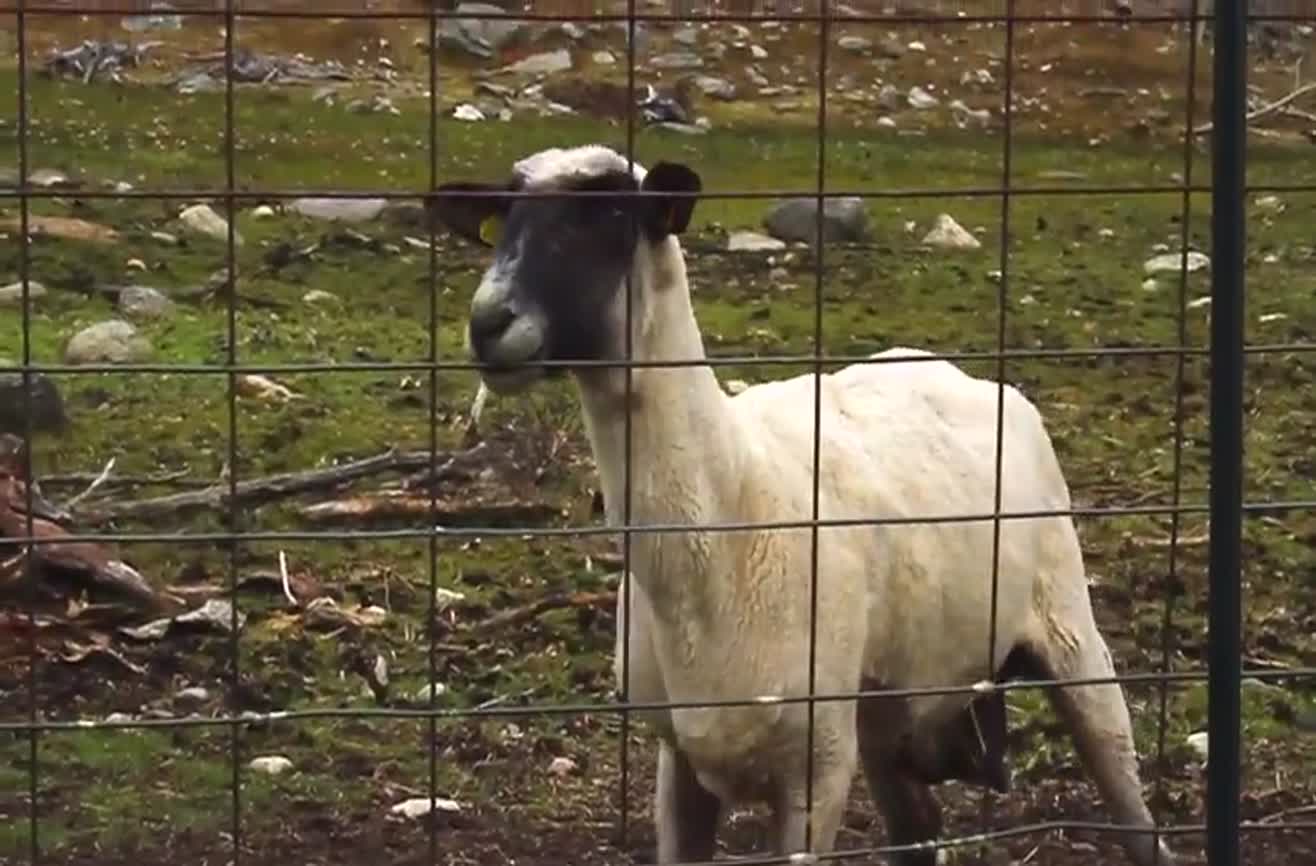 A screaming sheep.