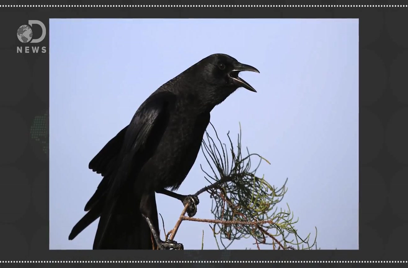 Crows are actually smarter than most children.