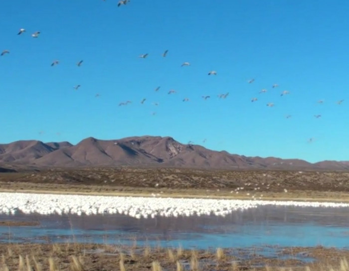 A whole flock of snow geese taking flight really takes your breath away.