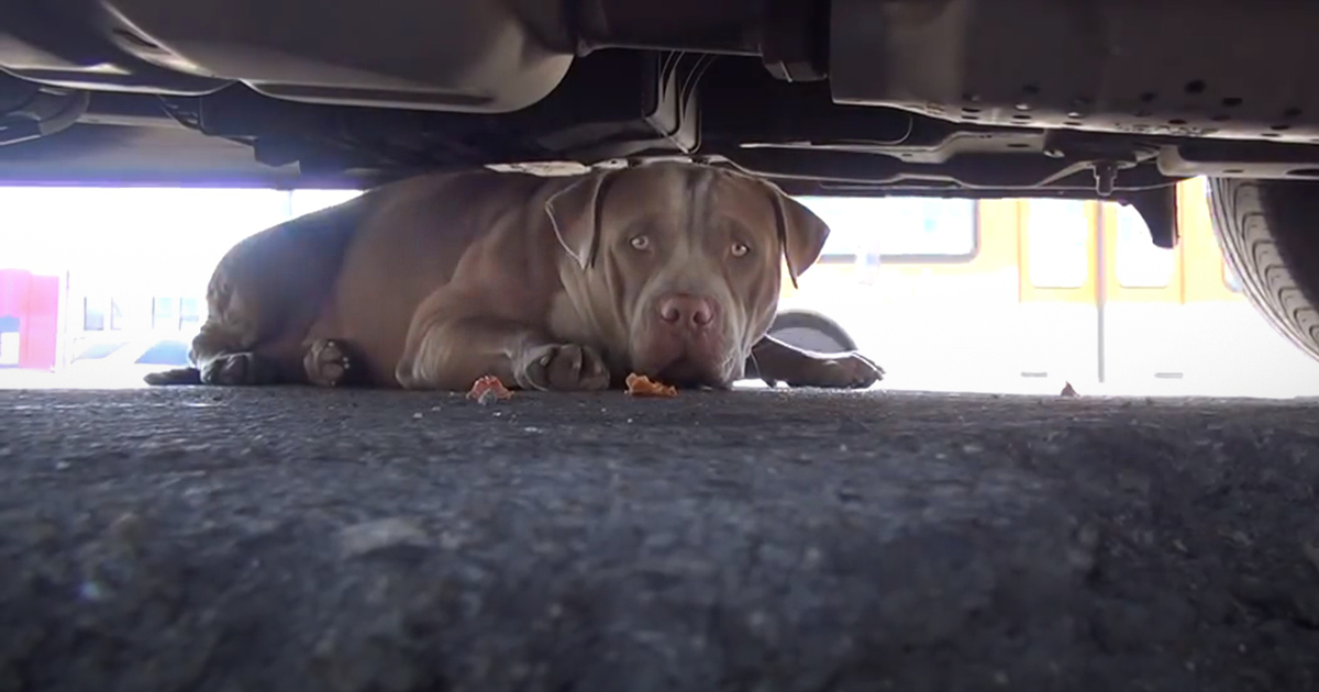 Scared pit bull gets saved.