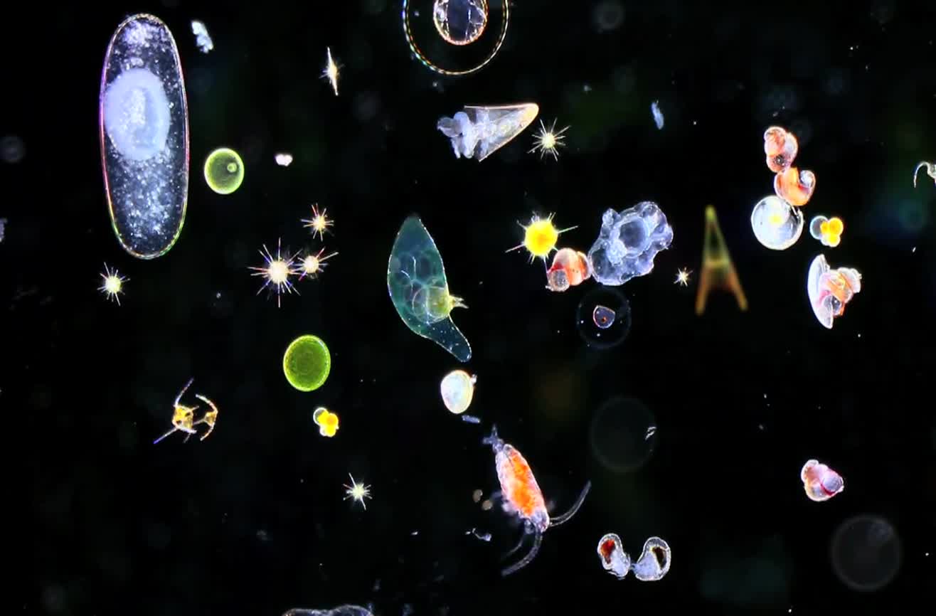 How life begins in the deep ocean.